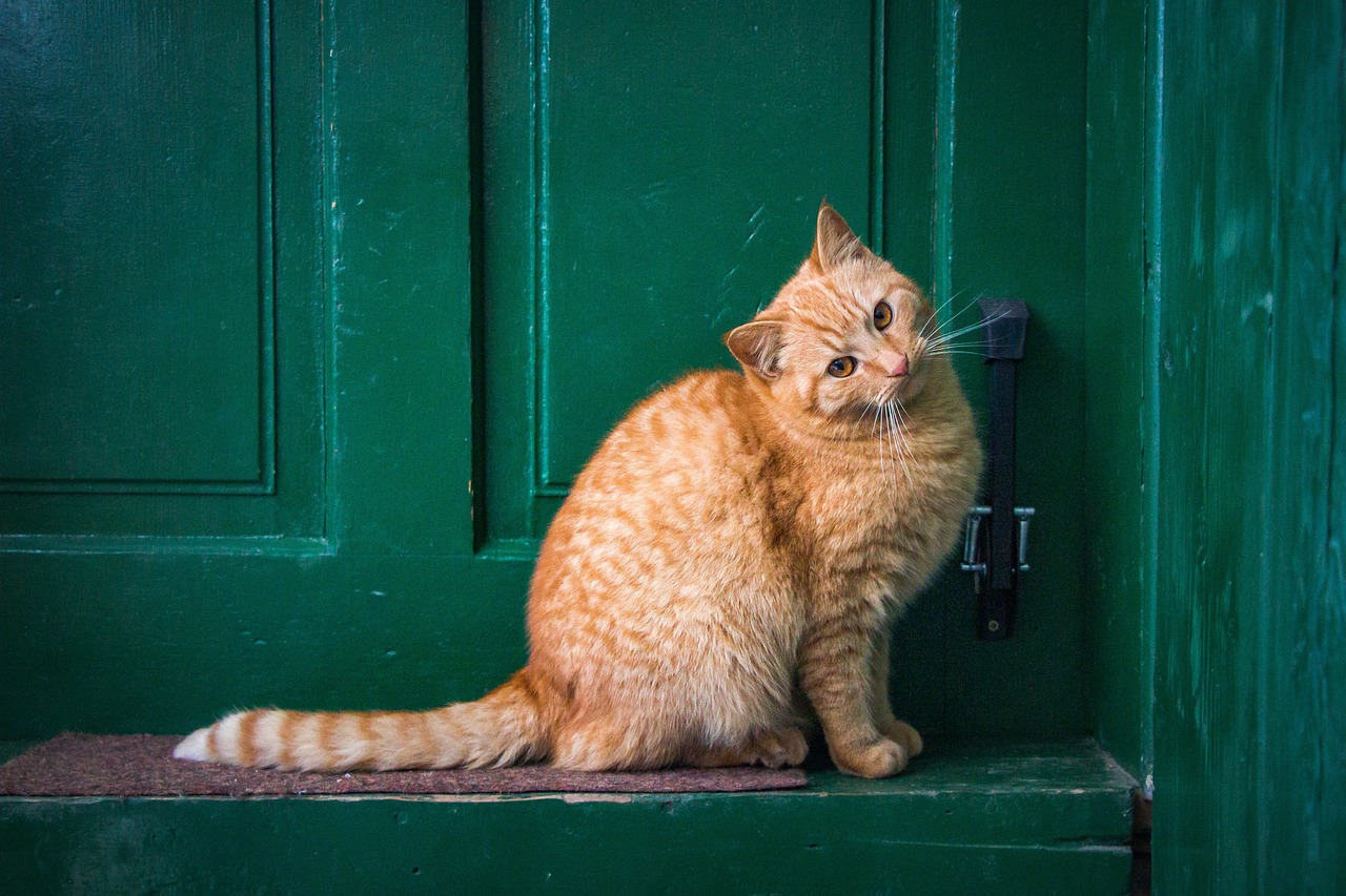 Mengenal Kucing Kampung – Gunung Sari PS